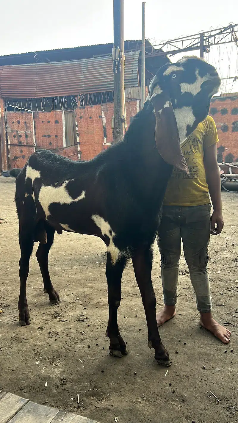 Ambersari bettal goat / goat for sale - Online Bechdo