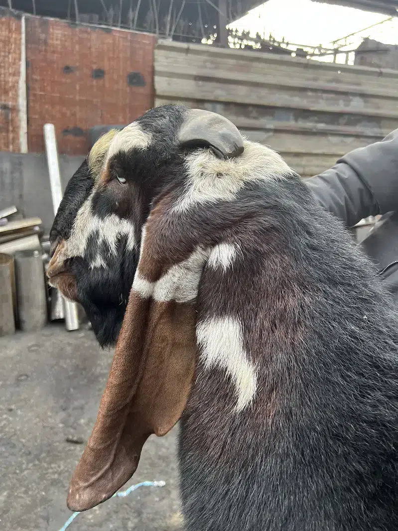 Ambersari bettal goat / goat for sale - Online Bechdo